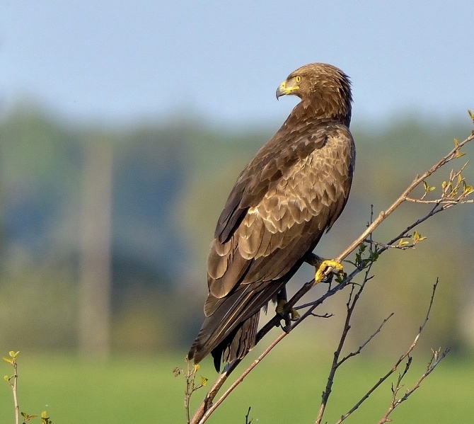 Mažasis erelis rėksnys ir žemės ūkis - kvitrina.lt · Prienų ir Birštono ...